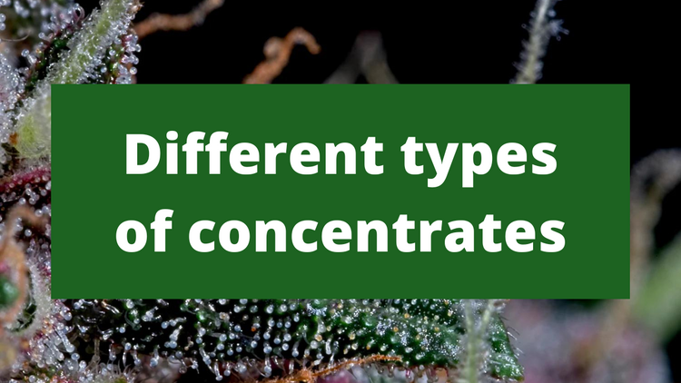 Different types of cannabis concentrates – GOOD BUDS® - Prague Online ...